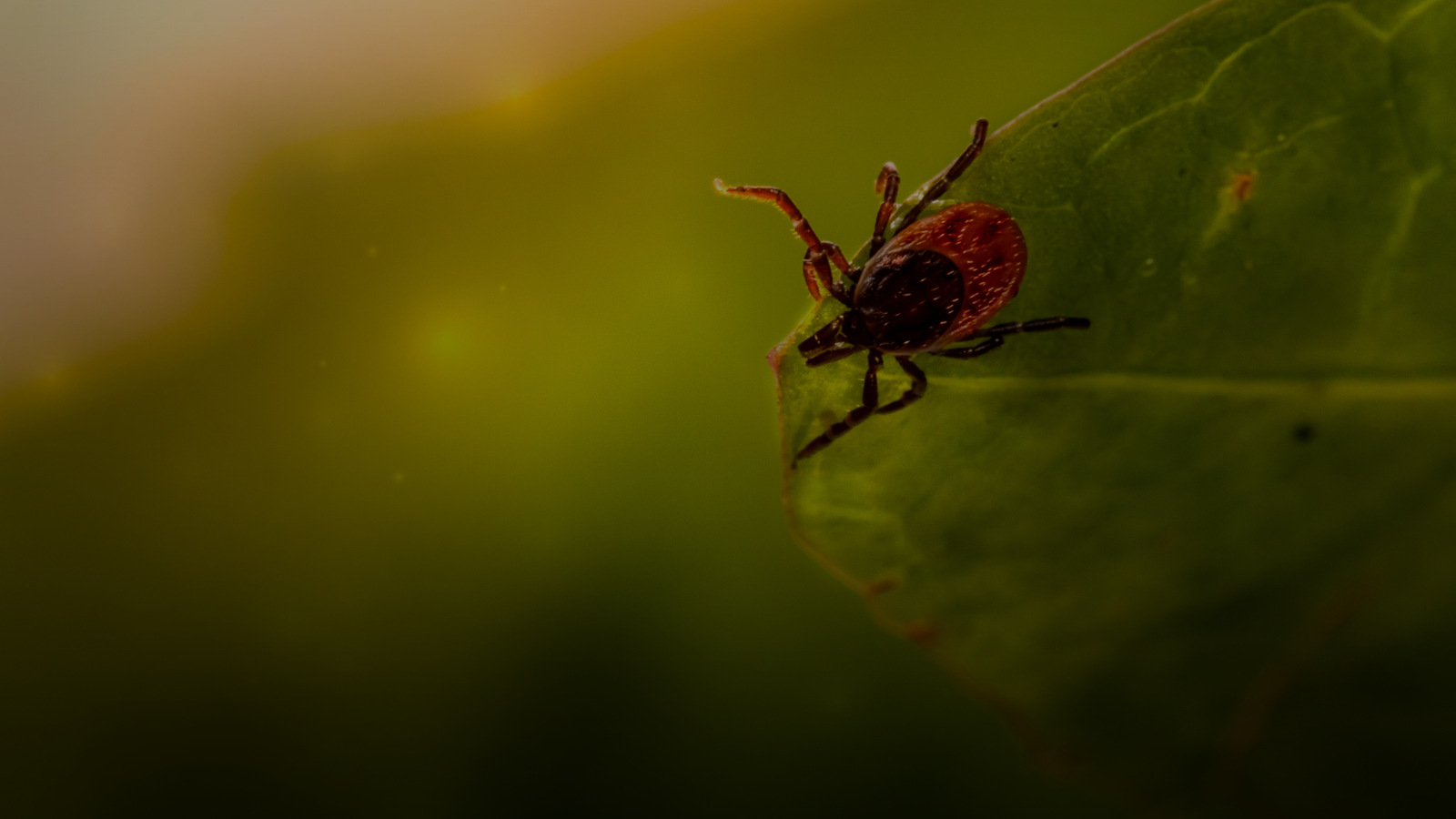 NACCHO Voice - NACCHO